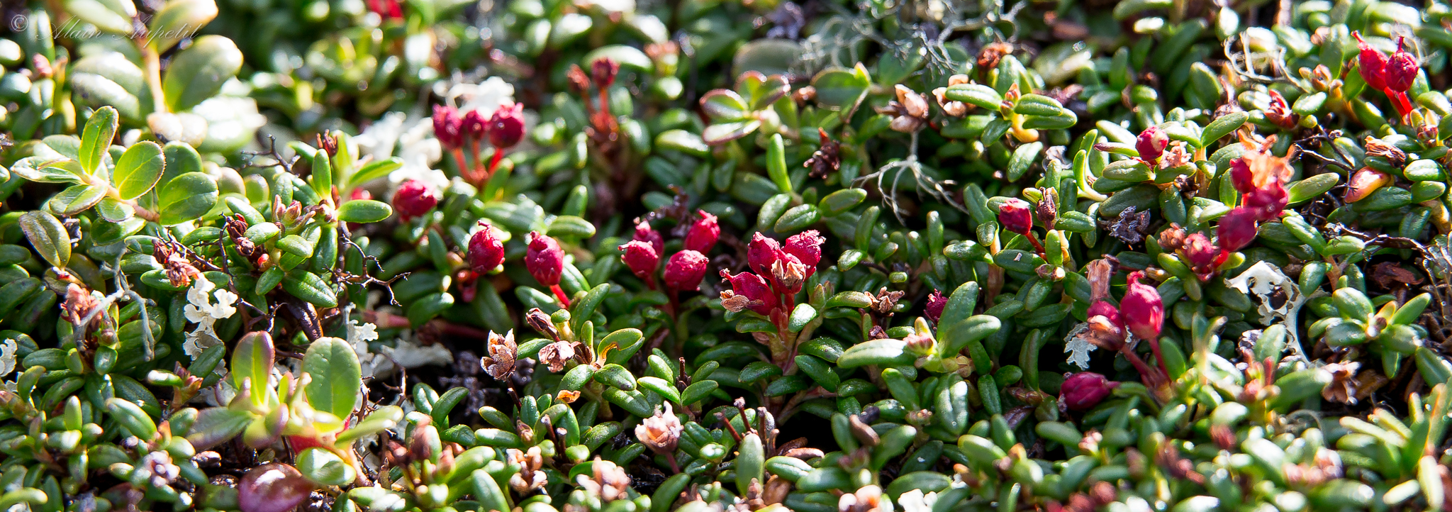 MUSHUAU SHIPIT, SITE SACRÉ INNU – Les Innus racontent leur histoire